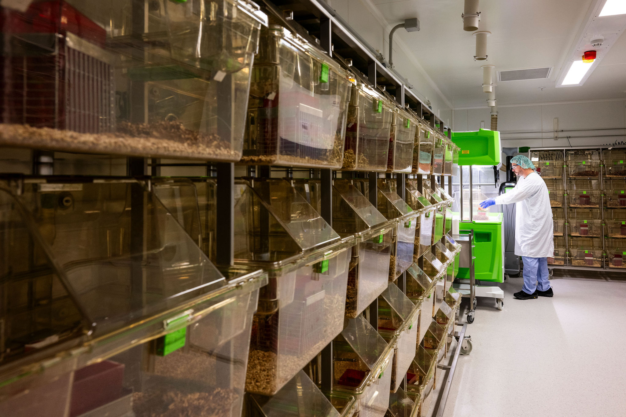 BR-TRI | Rodents - Biological Resources - University of Queensland